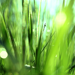 Carbon Balanced Production Printing | Ricoh South Africa